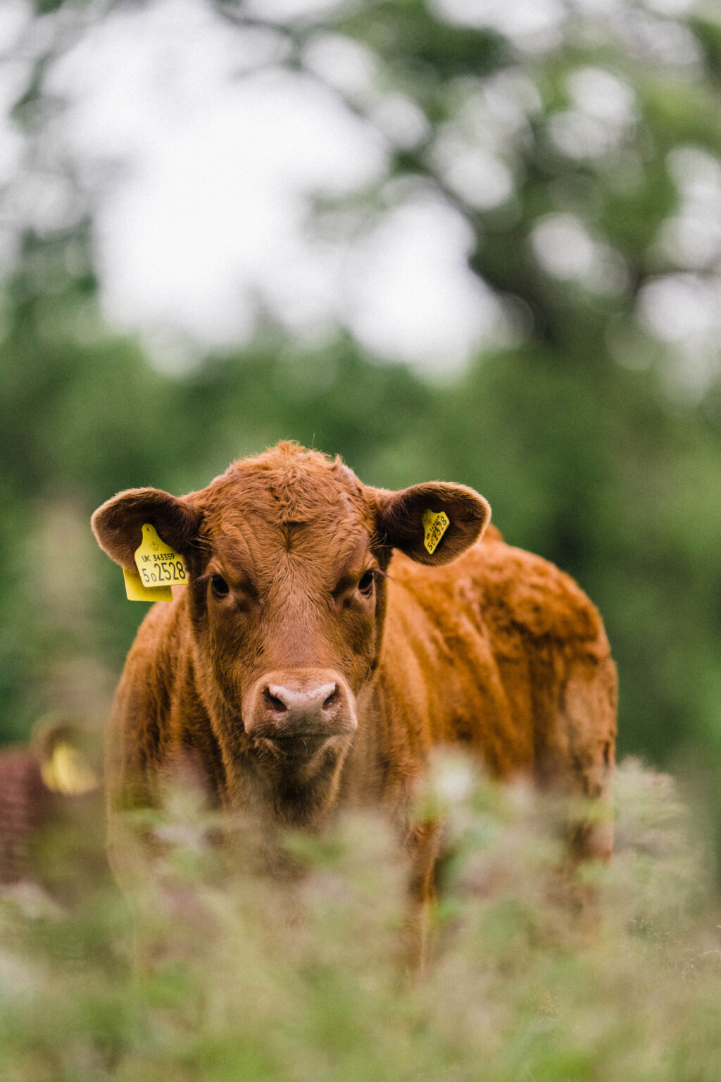 Michelin Guide Food & Drink at The Cotley Inn, Somerset